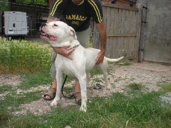 Accueil - Elevage Guerriers Divins Du Tarn - eleveur de chiens Dogo ...